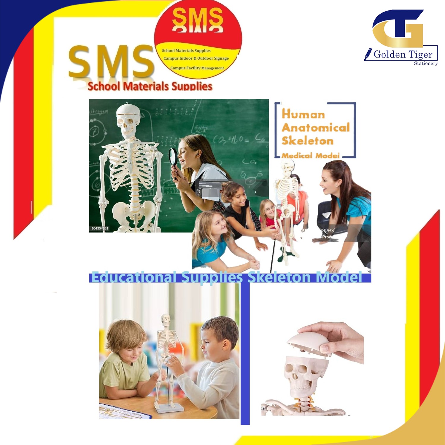 skeleton model | Golden Tiger Stationery Store